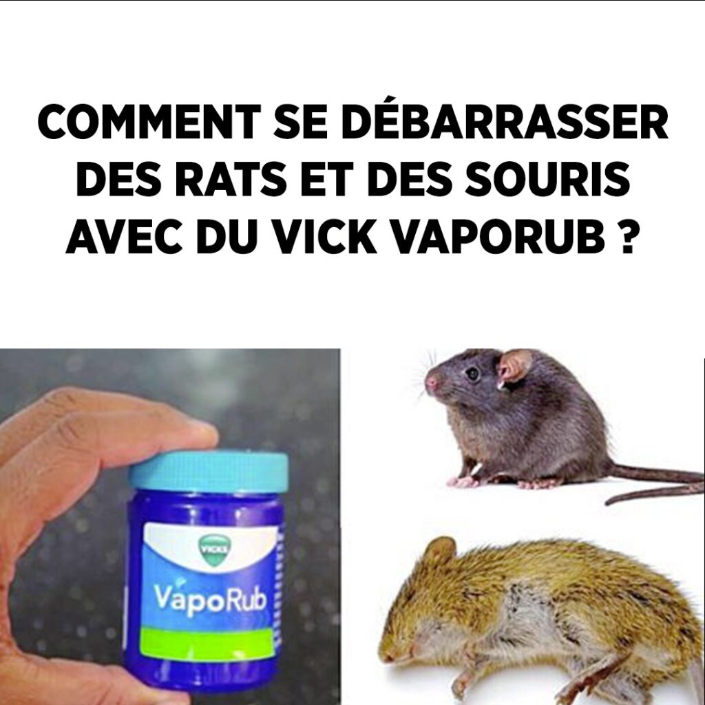Une méthode naturelle pour éloigner les rats et les souris - Santé ...