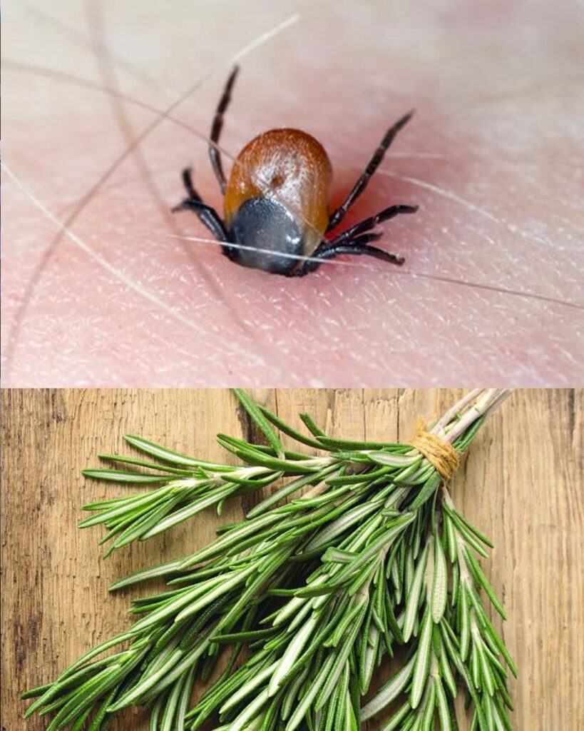 Repoussez les tiques naturellement avec une astuce de cuisine - Santé ...