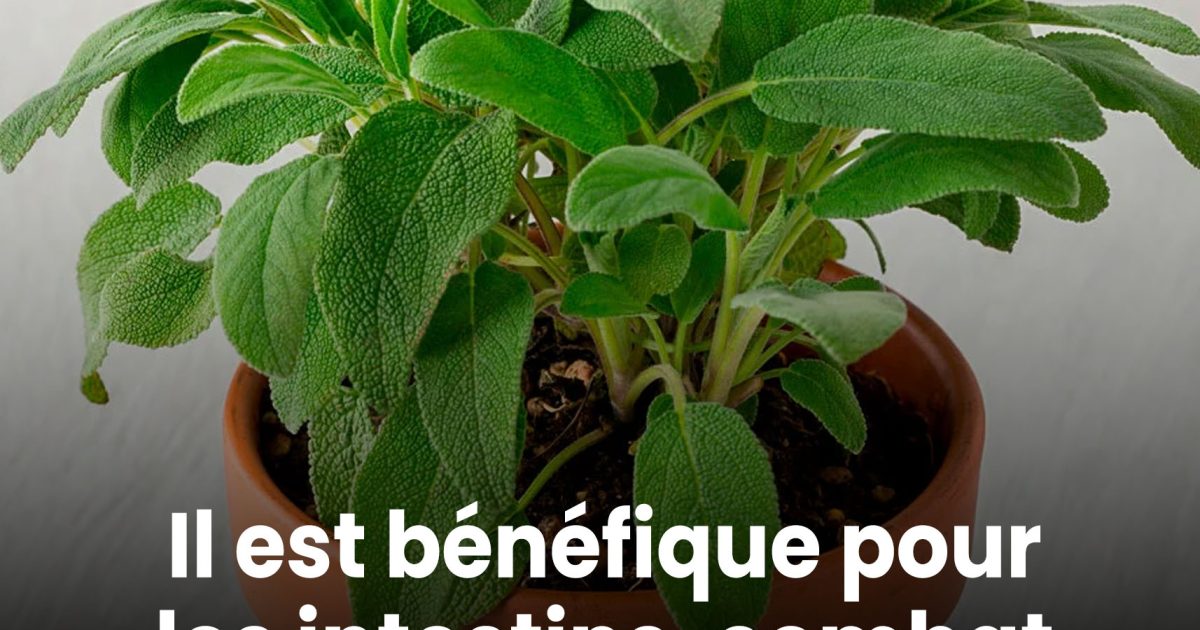 Sauge : L'herbe secrète qui sublime vos plats et vos rituels bien-être ...