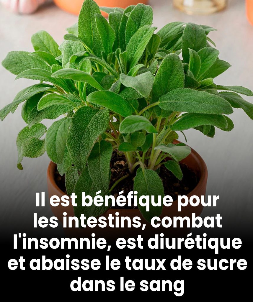 Sauge : L'herbe secrète qui sublime vos plats et vos rituels bien-être ...