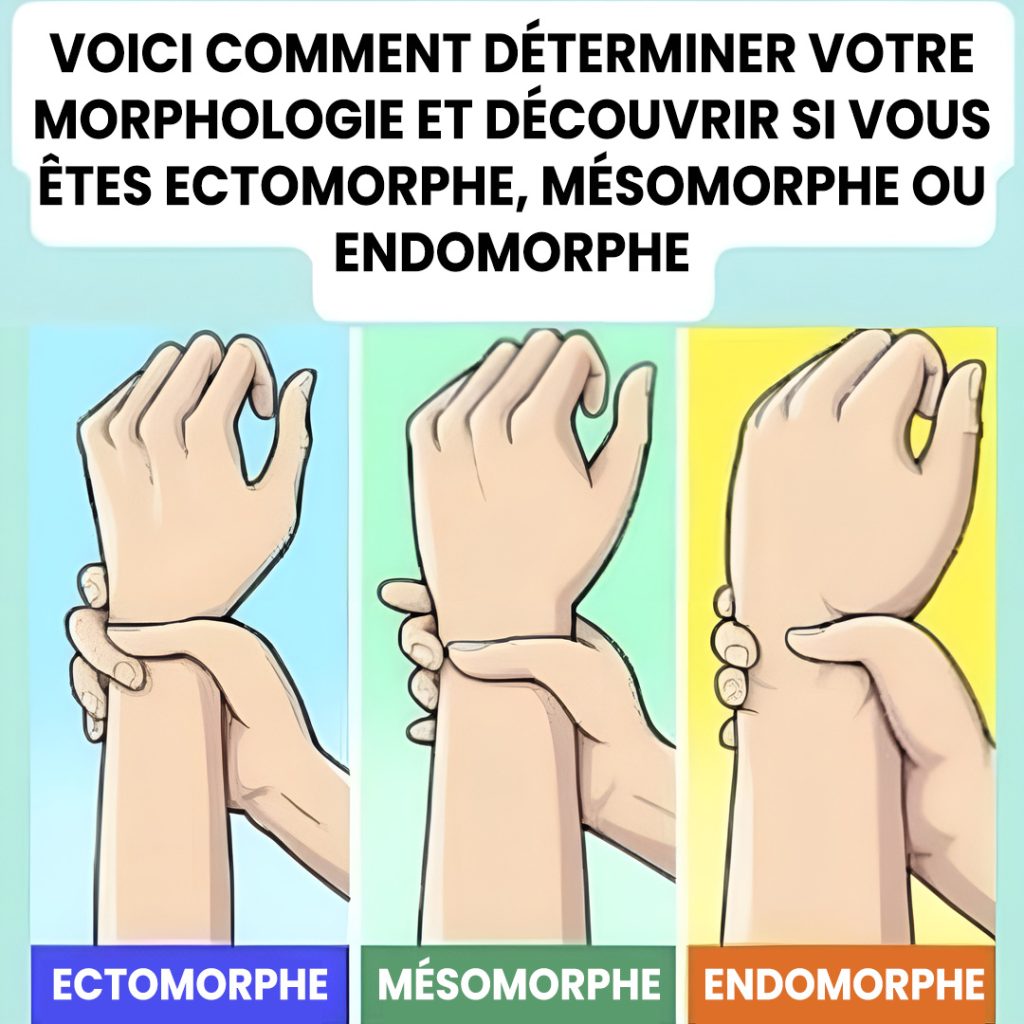 Êtes-vous ectomorphe, mésomorphe ou endomorphe ? Découvrez votre type ...